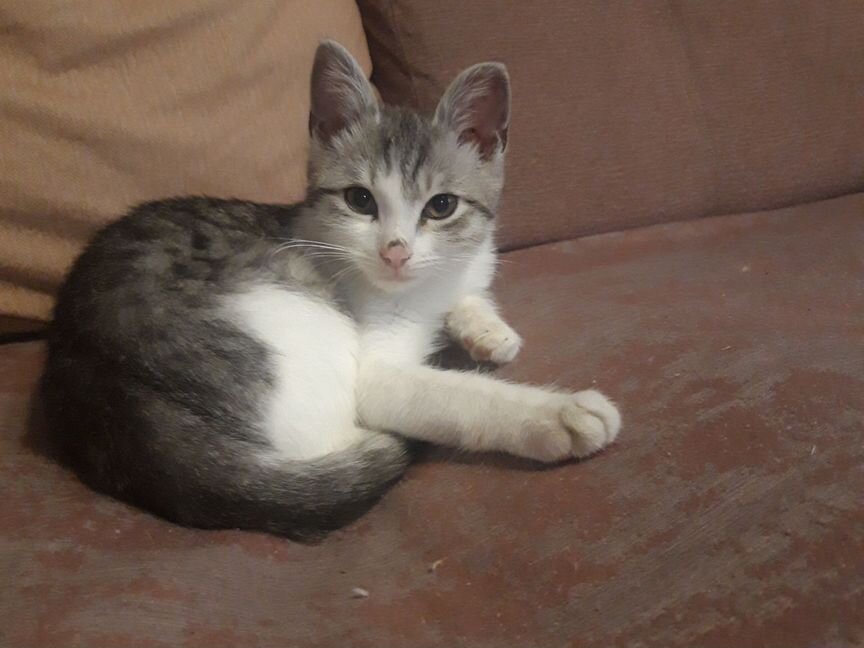 Котик