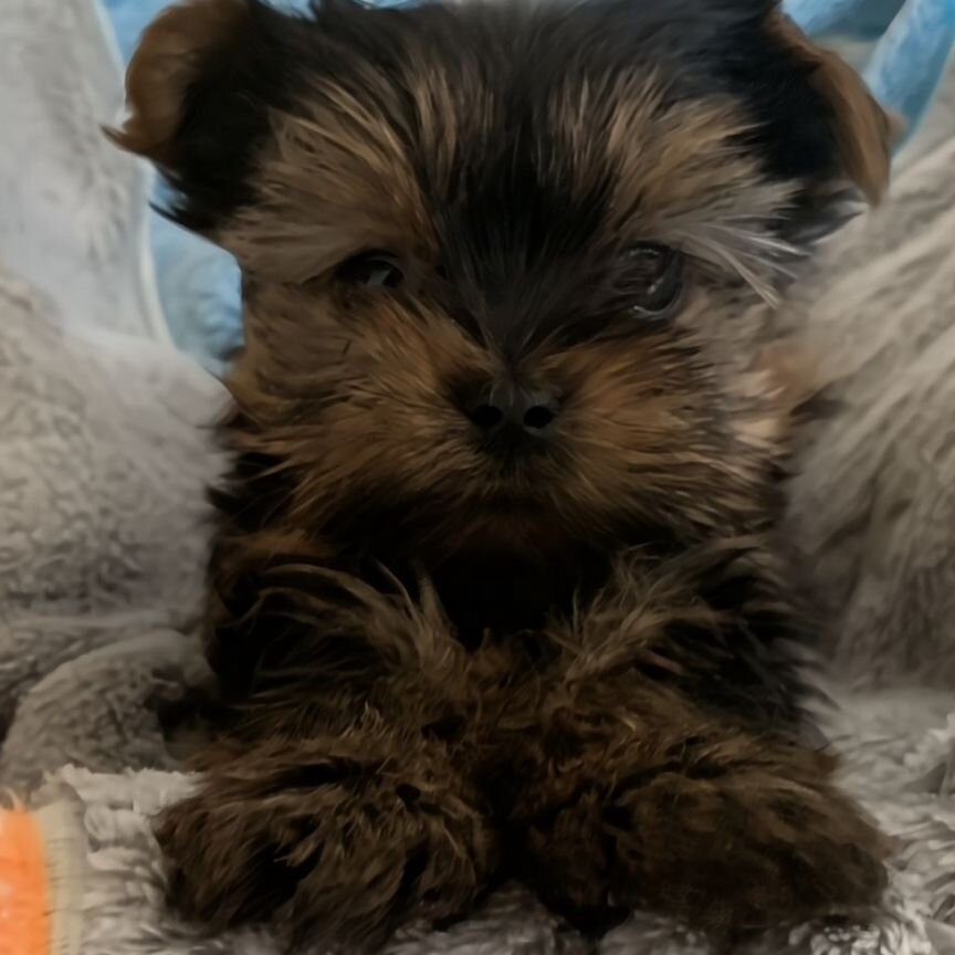 Йоркширский терьер, щенок