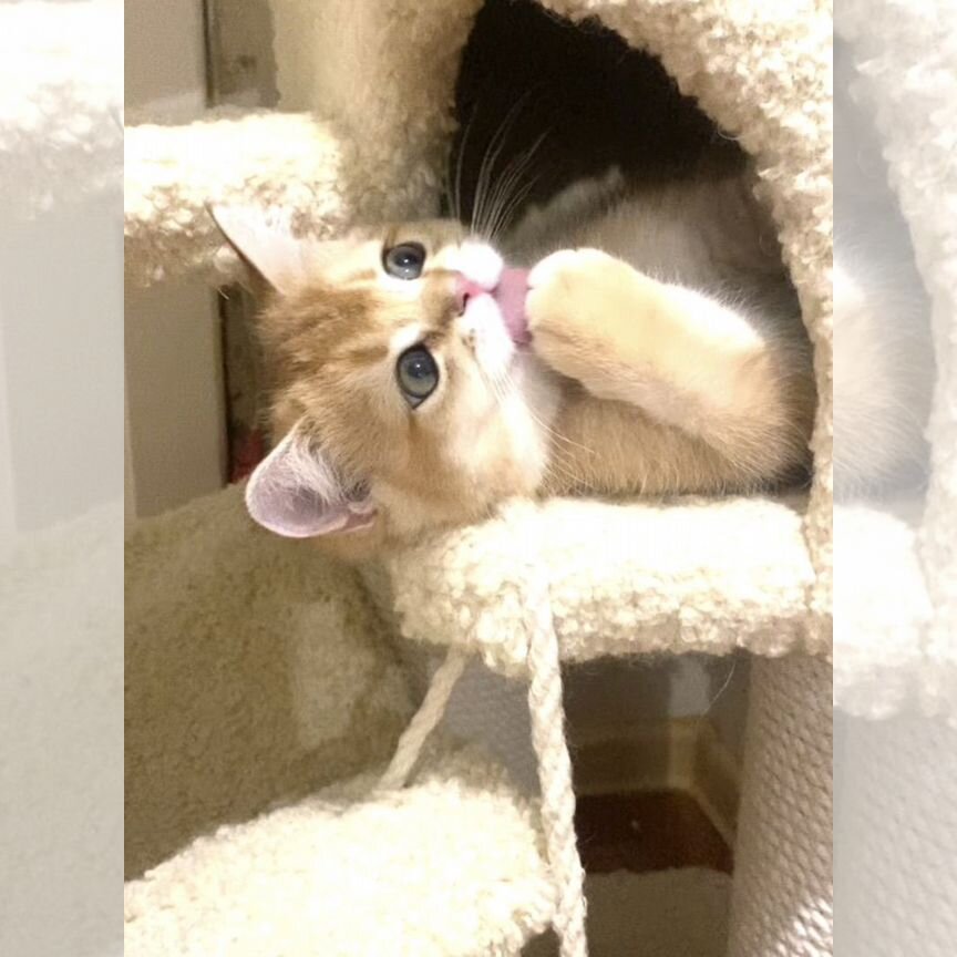 Шотландский котик золотая шиншилла