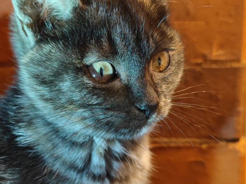 Котенок Котёночек котёнок