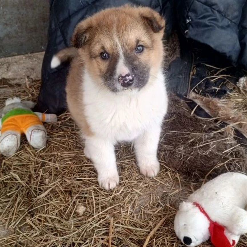 Щенок в добрые руки