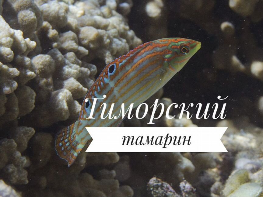 Тиморский тамарин, M (морская рыбка в наличии)