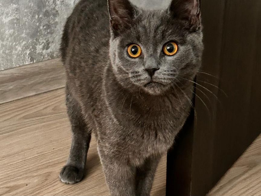 Отдам котенка в добрые руки