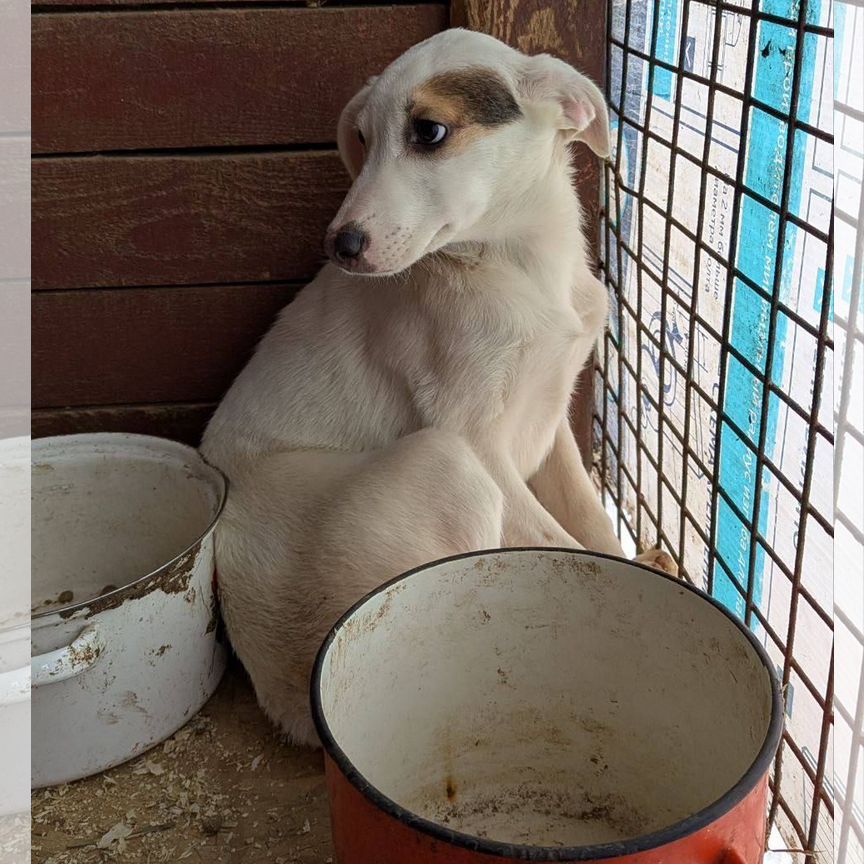 Щенок в добрые руки