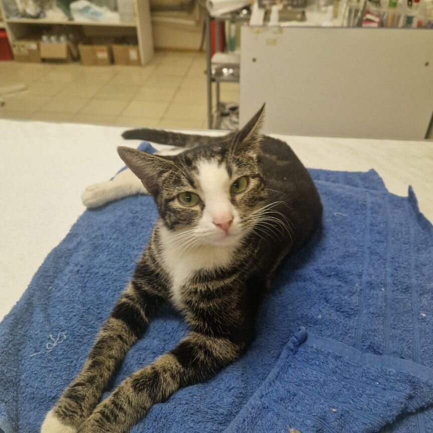 Котята кошки для неравнодушных