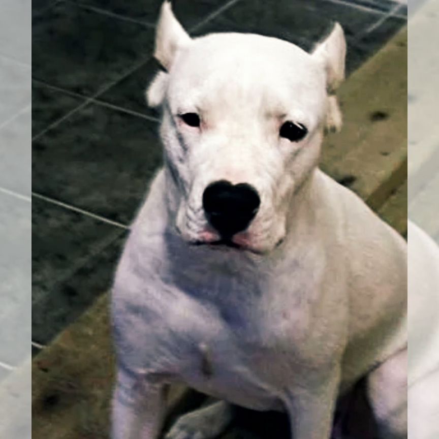 Щенки аргентинского дога