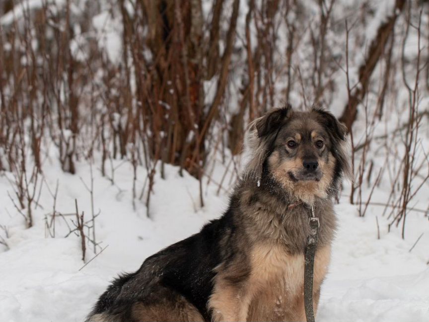 Небольшая собачка Деми, 5 лет ищет дом