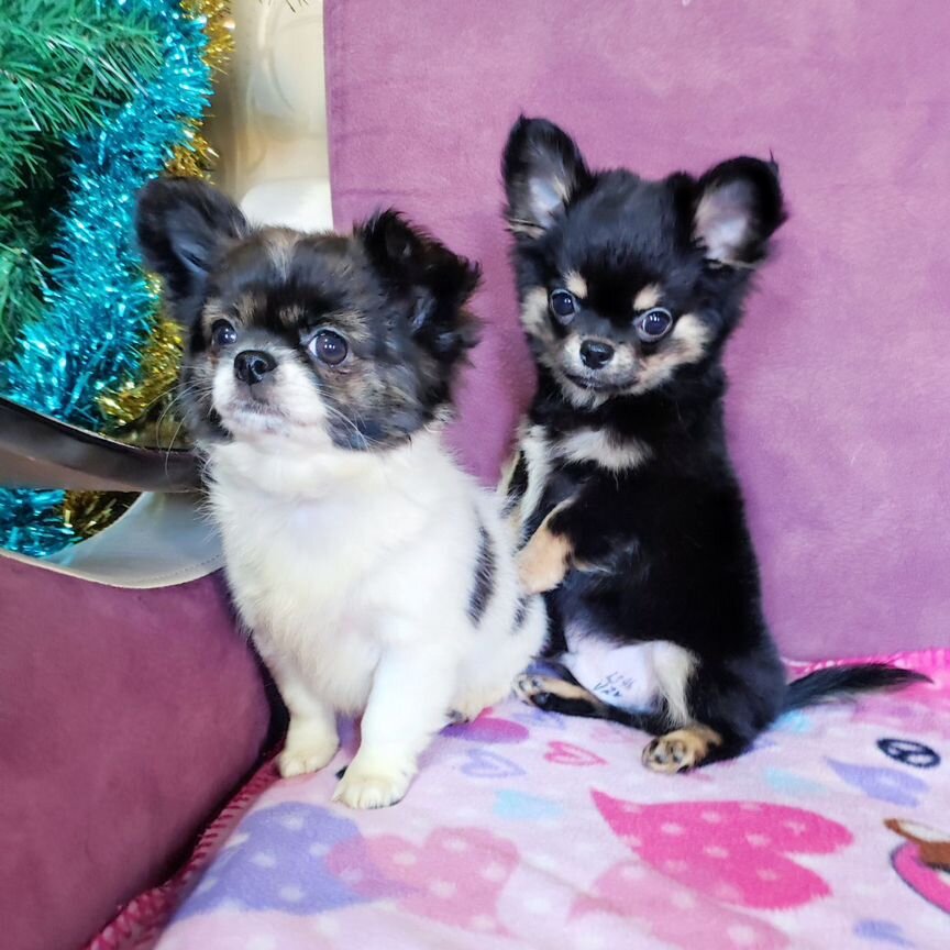 Чишки зайчишки