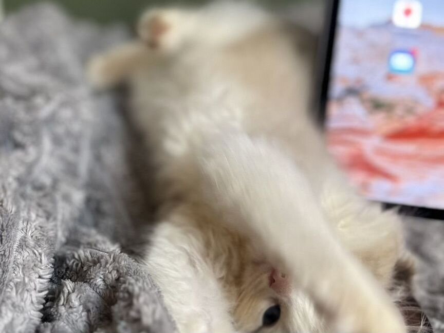 Рэгдолл котенок