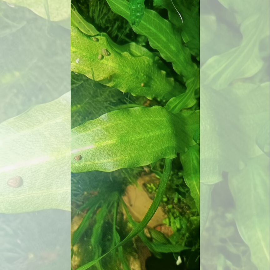 Теодоксус улитка