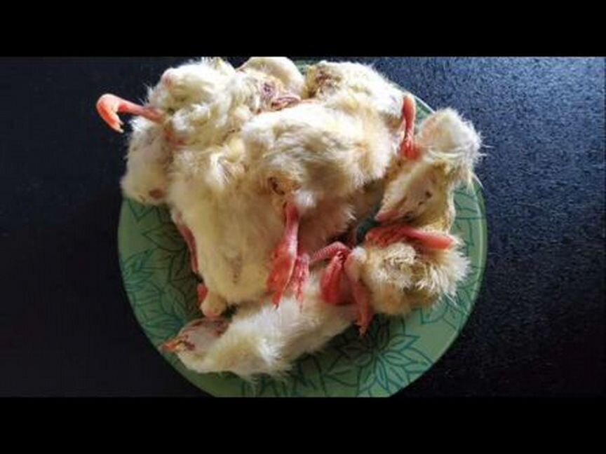 Суточные Цыплята кормовые замороженые/корм