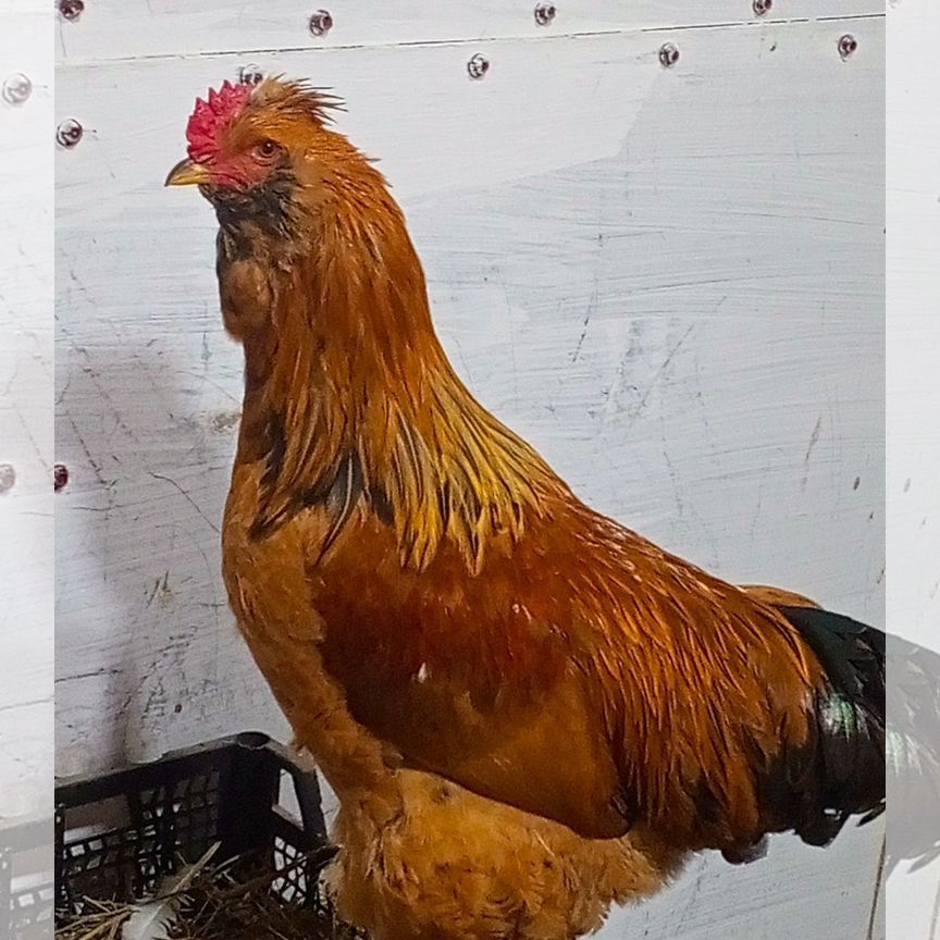 Продам петушка, возраст полгода