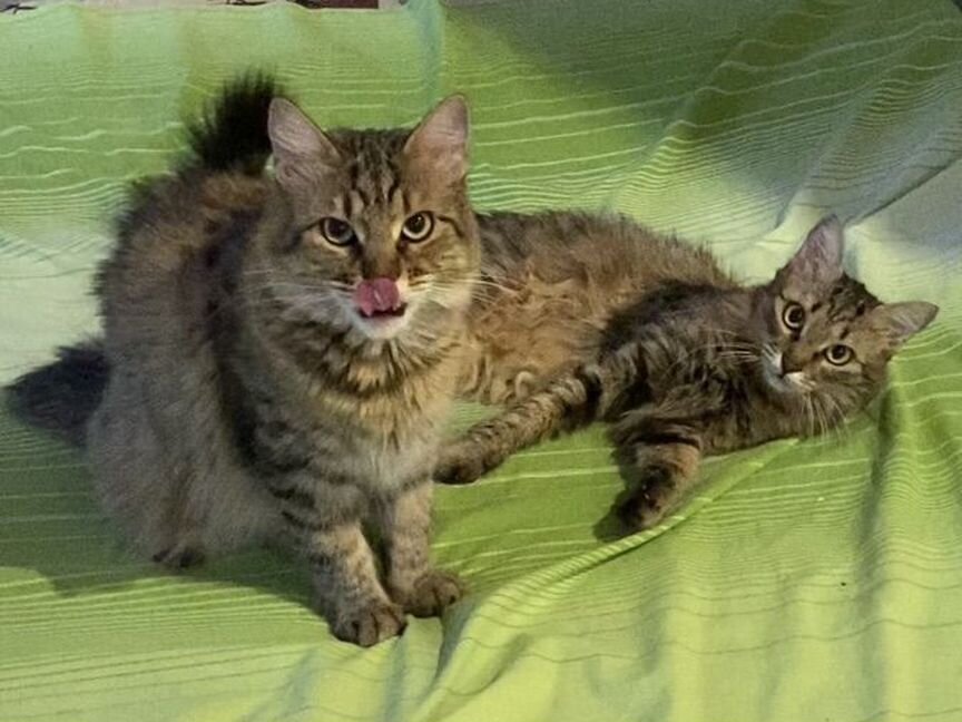 Котята с тяжелой судьбой