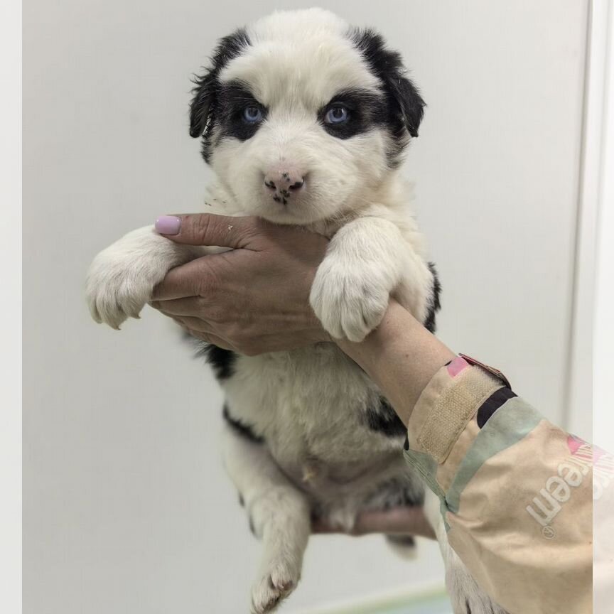 Щенок в добрые руки