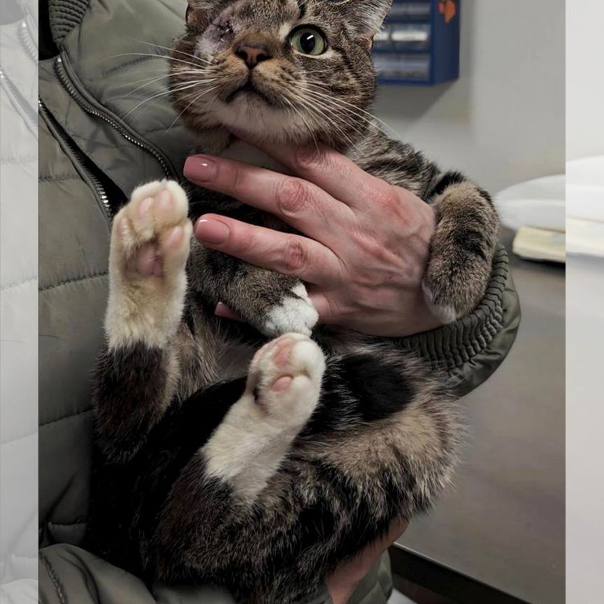 Взрослый кот в добрые руки