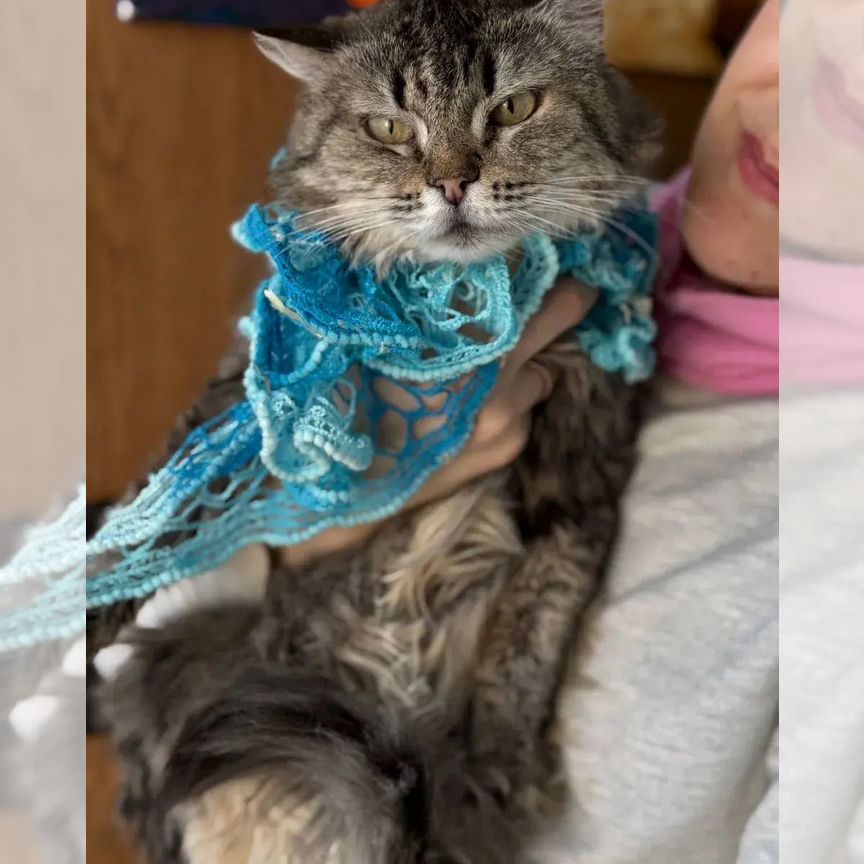 Взрослая, кошка в добрые руки