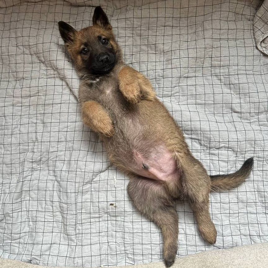 Щенок в добрые руки