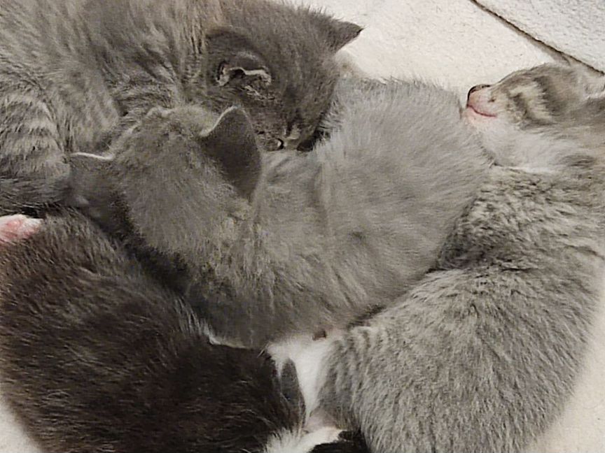 Кошка