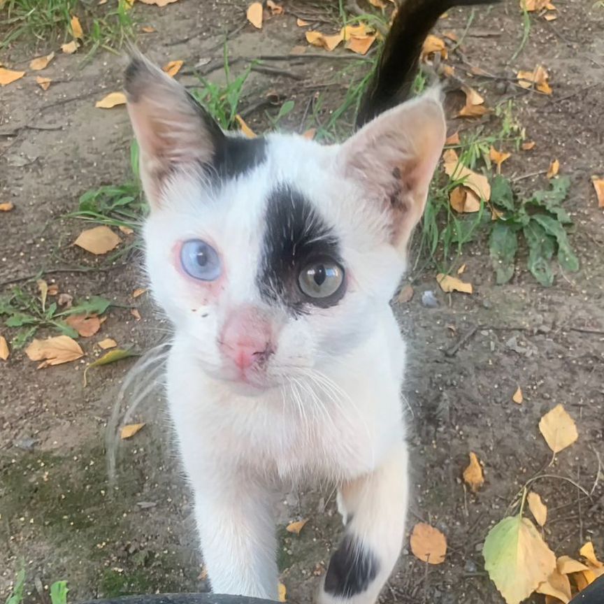 Котенок Чарли