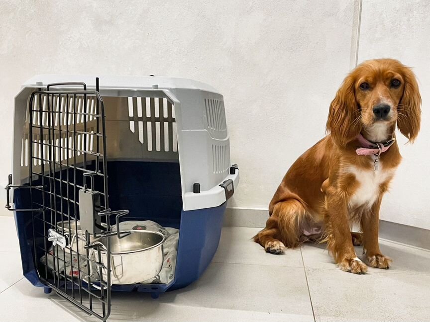 Аренда Переноска для собак в самолет и поезд