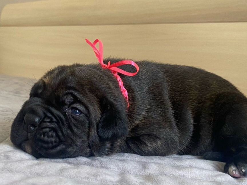 Кане Корсо от Чемпитонов