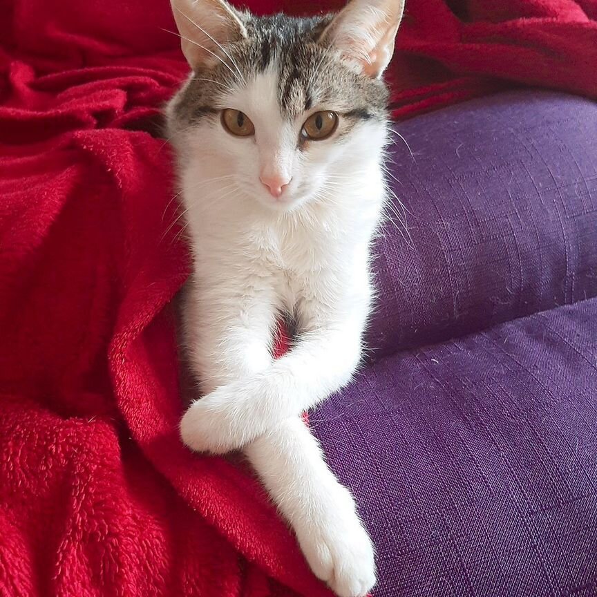 Кот в добрые руки