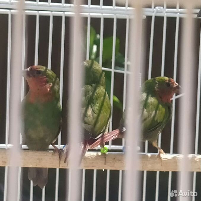 Красноголовые попугайных амадины