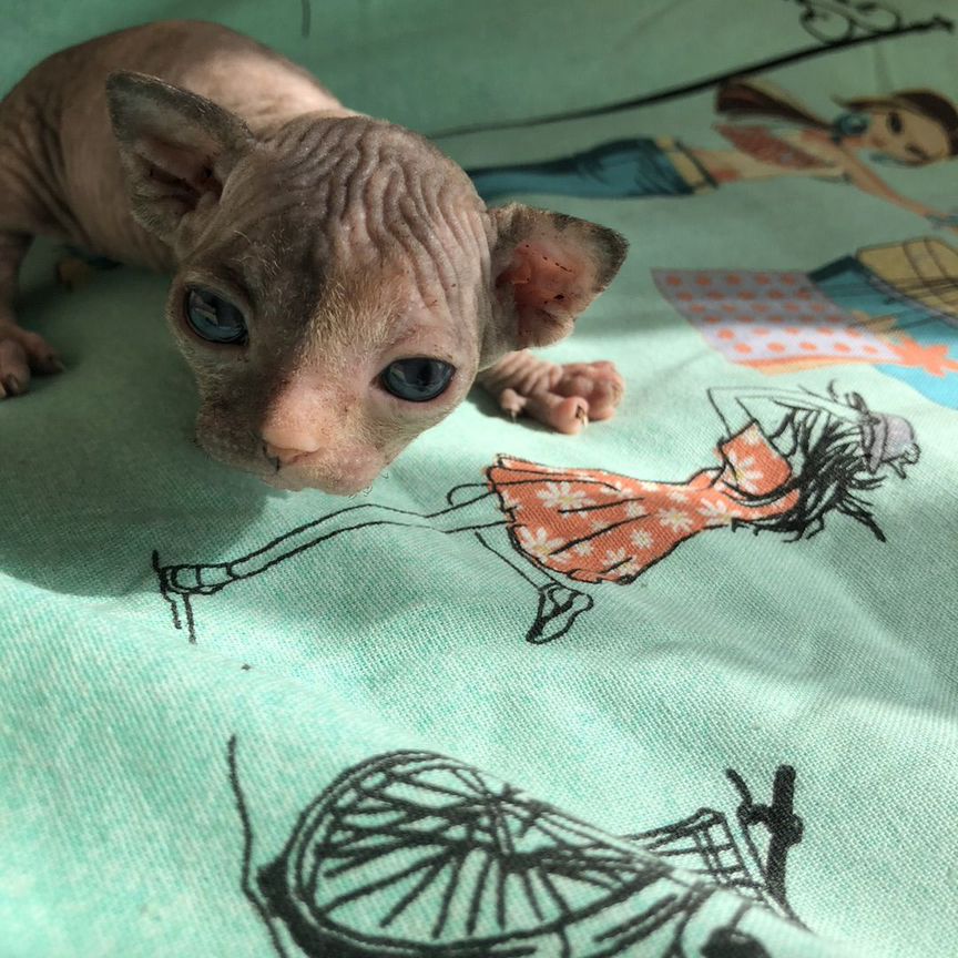 Малышка накоротких лапках