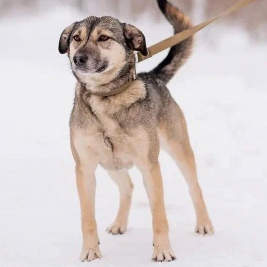 Пëс Космос в добрые руки