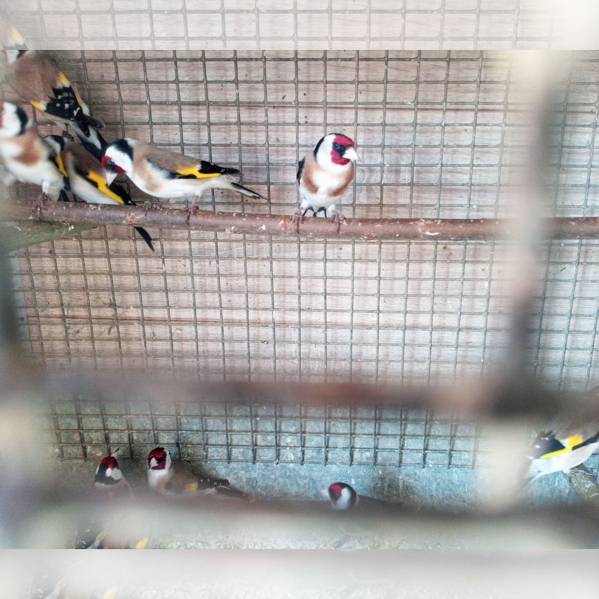 Певчие птицы