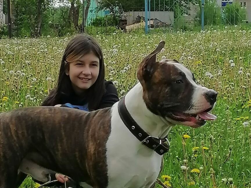 Стаффордширский терьер, кобель два года, вязка