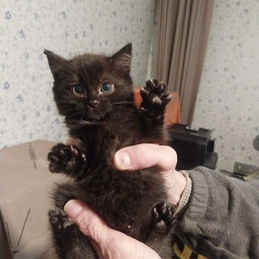 Маленькие котятки в семью