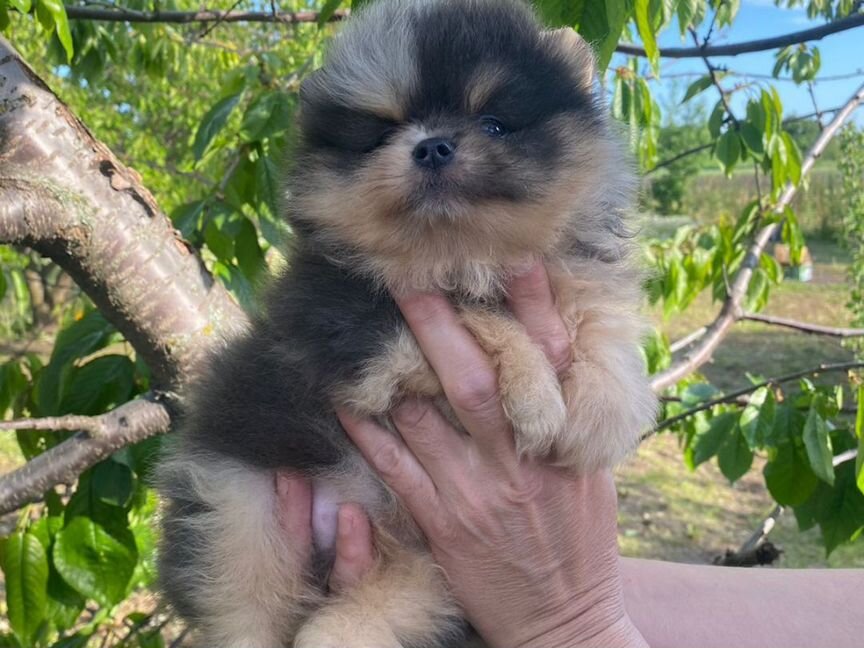 Мальчишка мерль