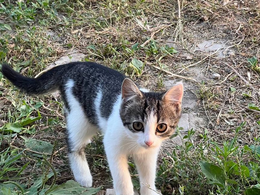 Котята