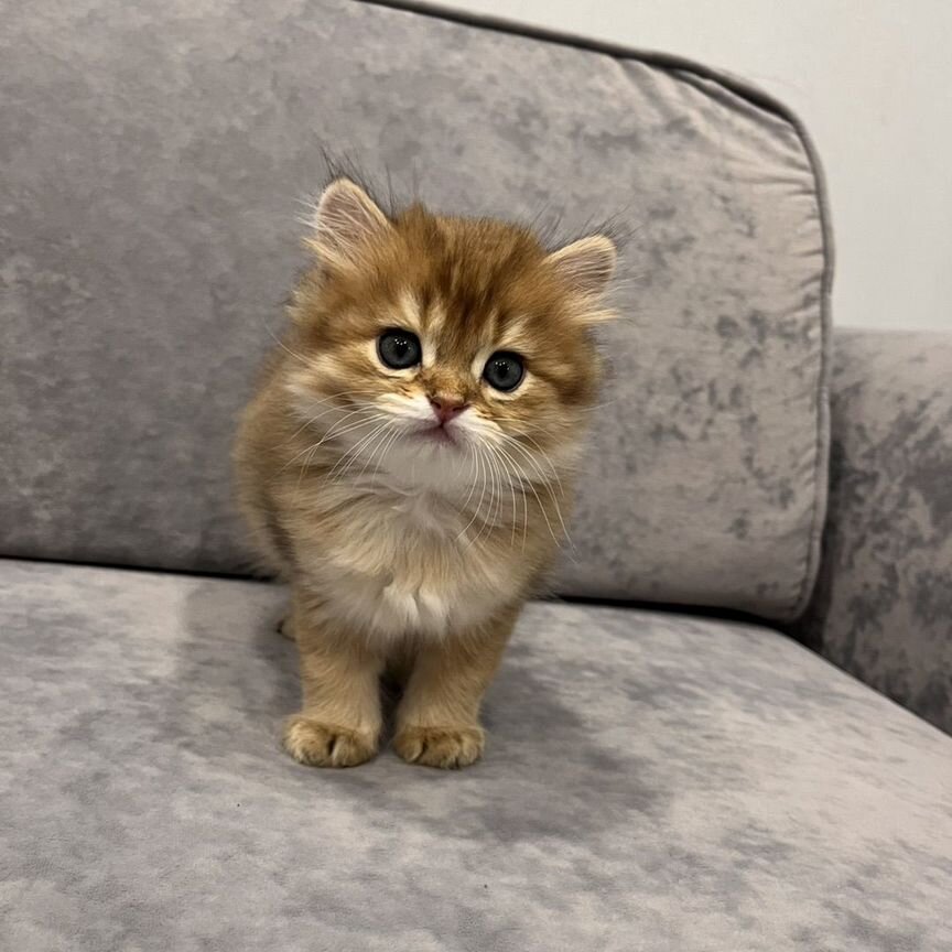 Британские котята золотая шиншилла