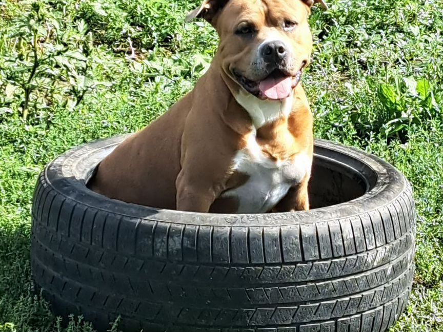 Вязка собак стаффа