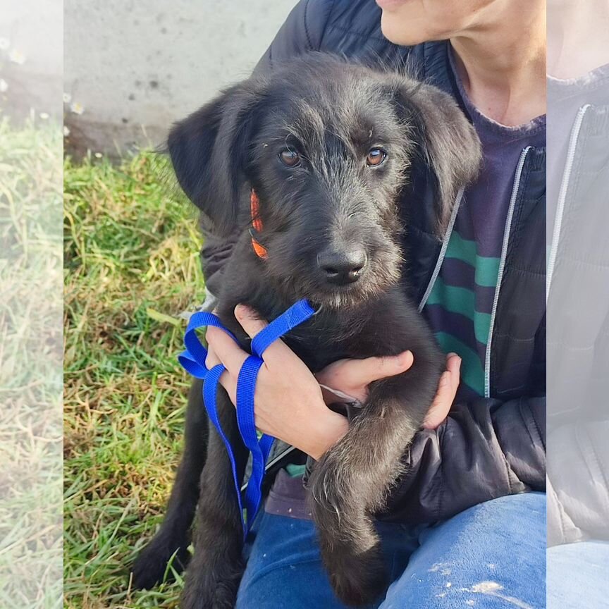 Пума щенок 4 мес