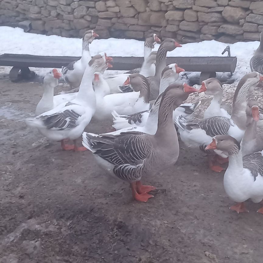 Холмогорские гуси