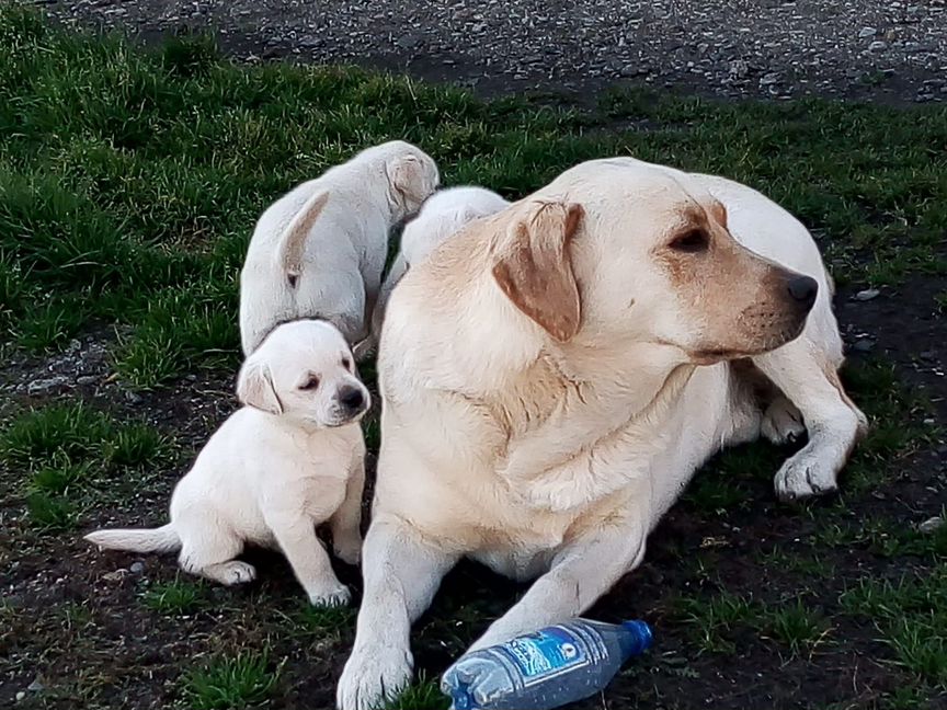 Продам щенков лабрадора. Родились 17.09.23