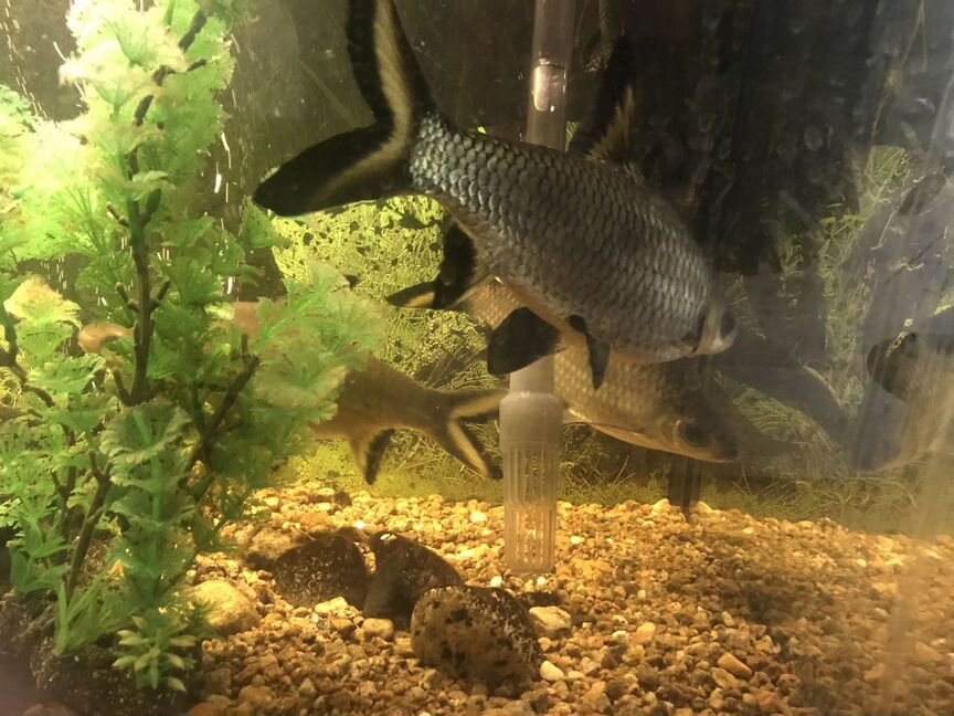 Акулий Барбус