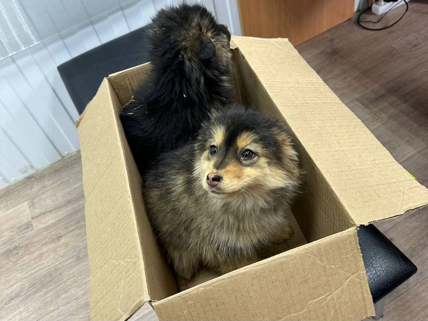 Щенков без мамы привезли в отлов. Очень нужен дом