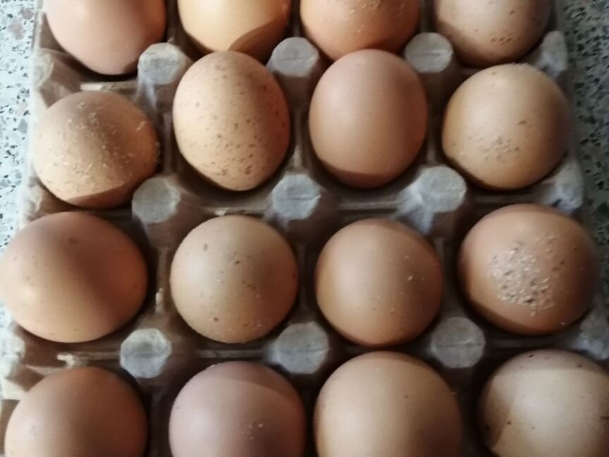 Инкубационное яйцо кур билефельдер
