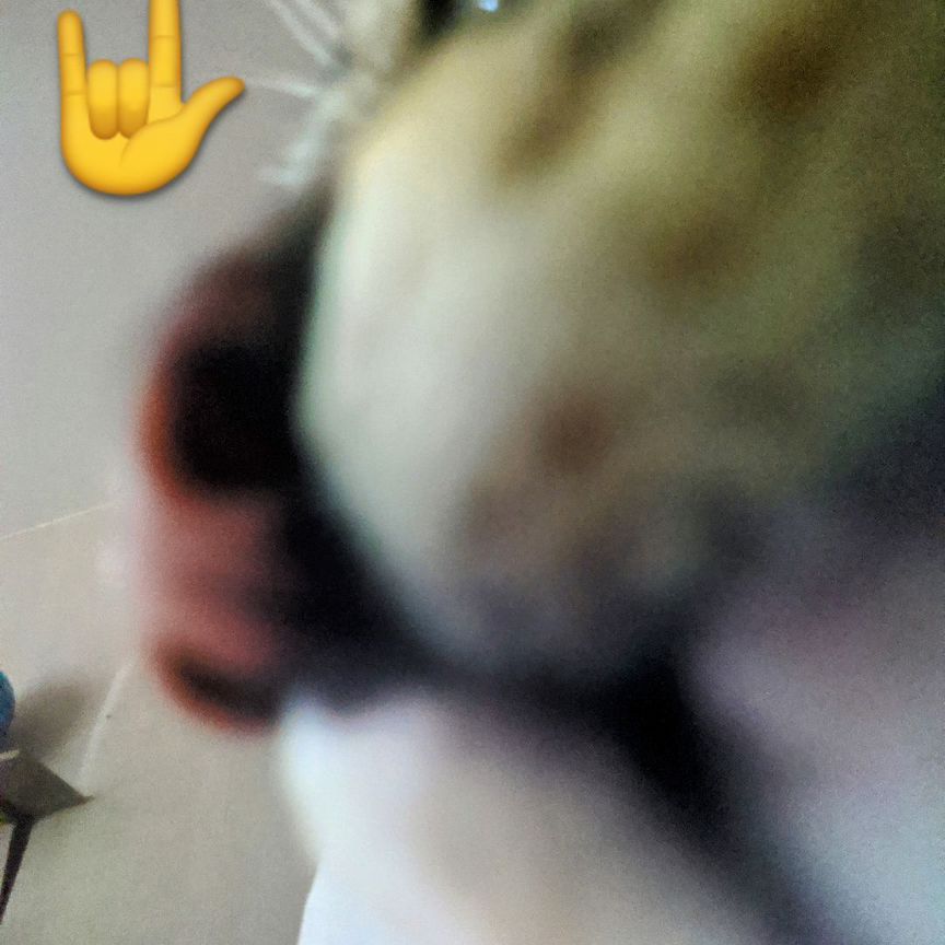 Продам фото своего котика