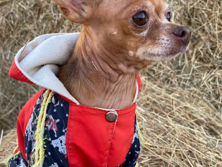 Той-терьер бесплатно