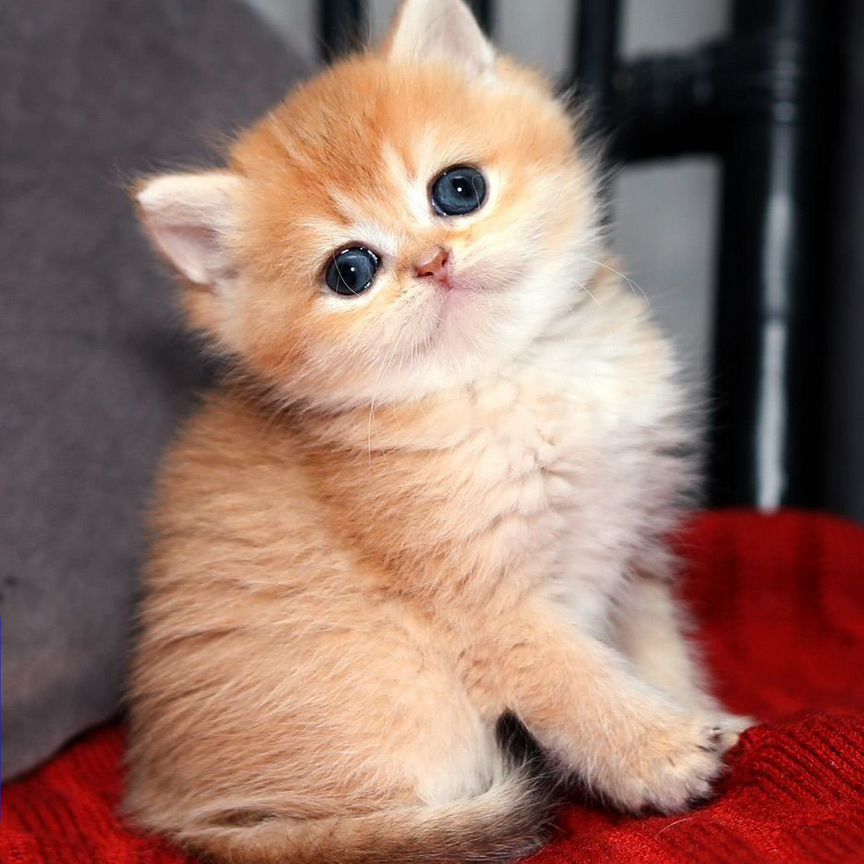 Бриташка-очаровашка