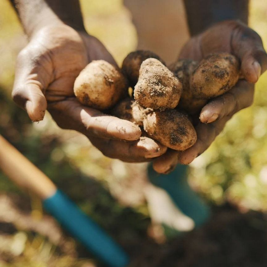 Картофель на корм скоту