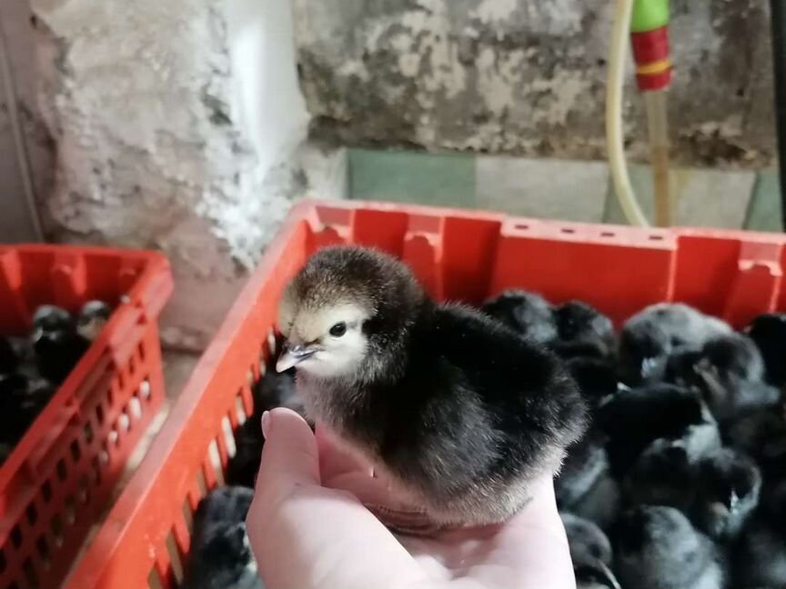 Цыпленок суточный