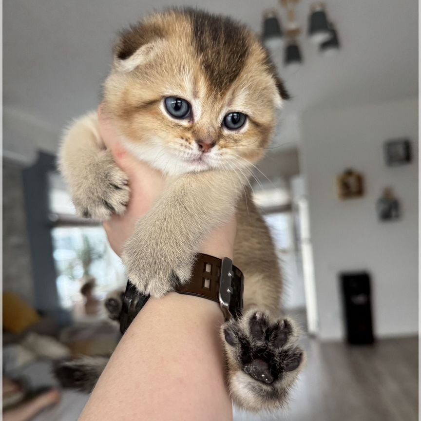 Шотландский вислоухий короткошёрстный котёнок