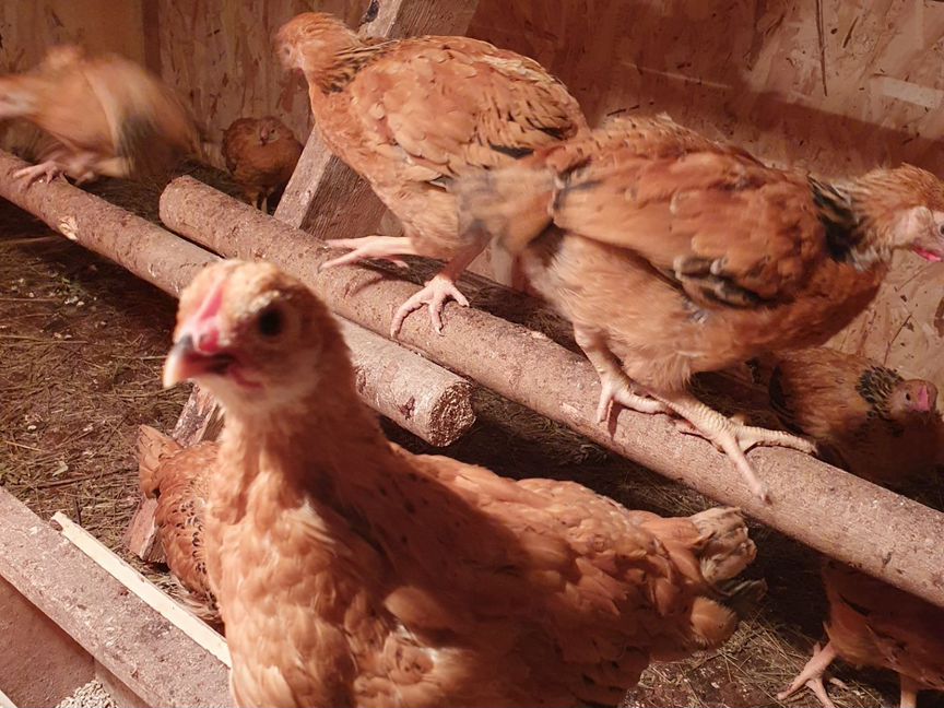 Цыплята Кученские юбилейные 1.5 месечные