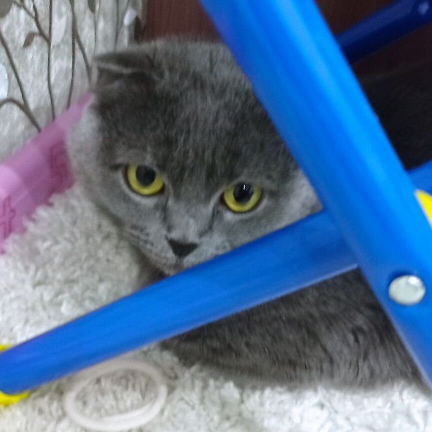 Ищем няню для нашего Ангелочка